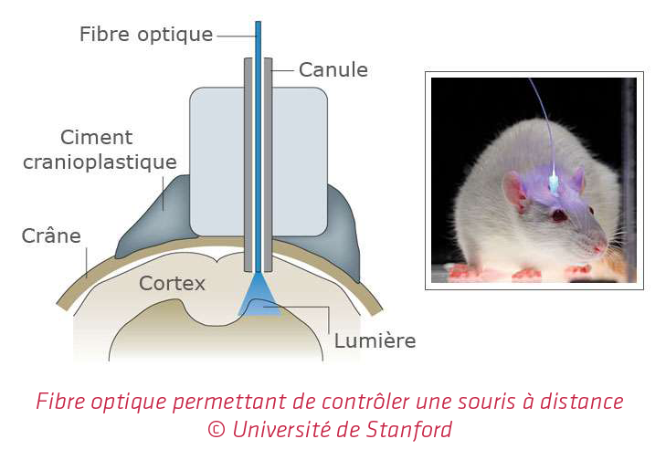 [NOTE DE VEILLE] Optogénétique : lumière sur notre cerveau - unitec